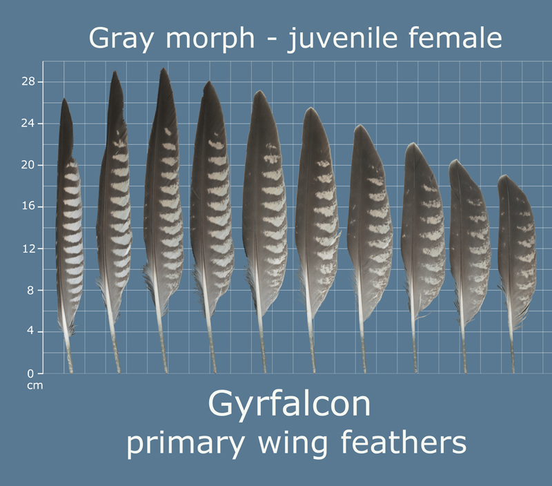 The Feather Atlas - Feather Identification and Scans - U.S. Fish and ...