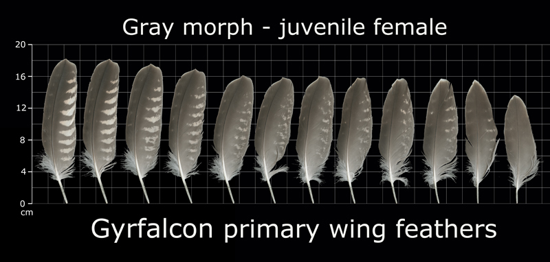 The Feather Atlas - Feather Identification and Scans - U.S. Fish and ...