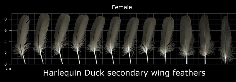 The Feather Atlas - Feather Identification and Scans - U.S. Fish and ...