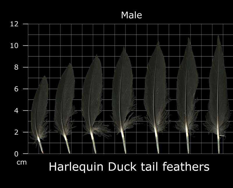 The Feather Atlas - Feather Identification and Scans - U.S. Fish and ...