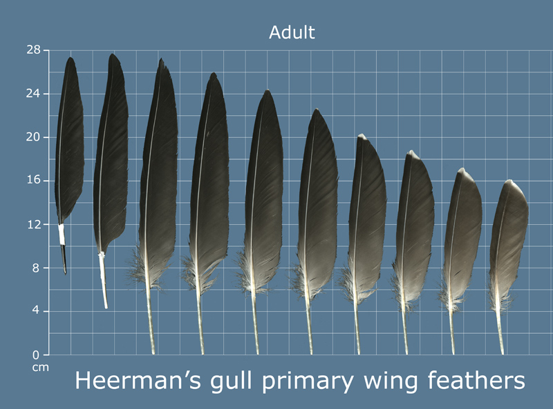 The Feather Atlas - Feather Identification and Scans - U.S. Fish and ...