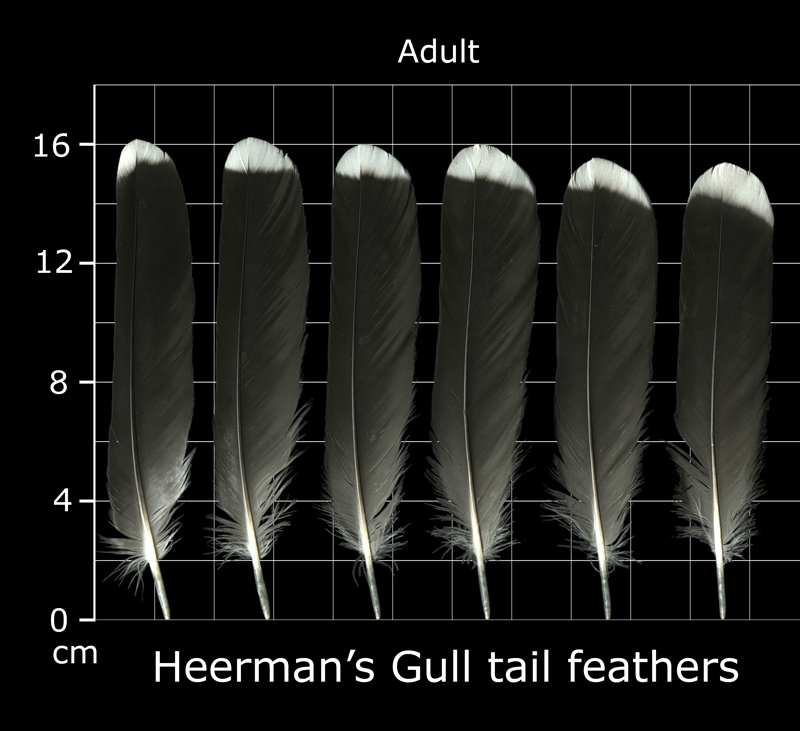 The Feather Atlas - Feather Identification and Scans - U.S. Fish and ...