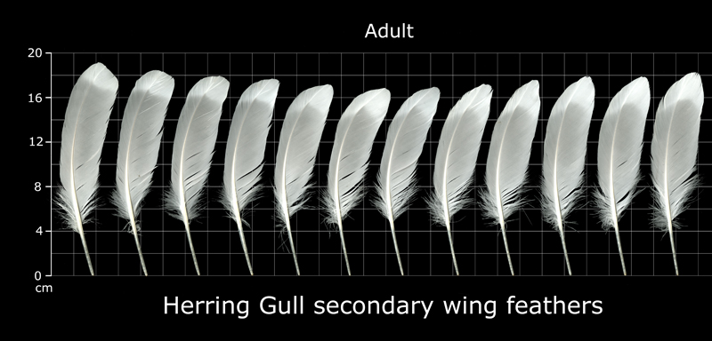 The Feather Atlas - Feather Identification and Scans - U.S. Fish and ...