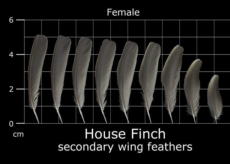 The Feather Atlas - Feather Identification and Scans - U.S. Fish and ...