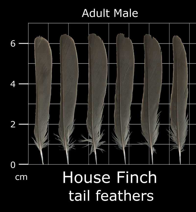 The Feather Atlas - Feather Identification and Scans - U.S. Fish and ...