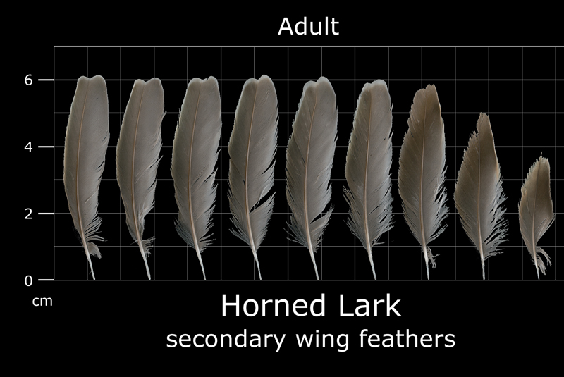 The Feather Atlas - Feather Identification and Scans - U.S. Fish and ...