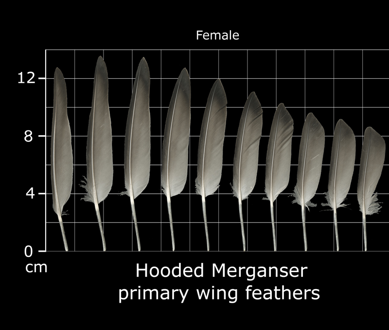 The Feather Atlas - Feather Identification and Scans - U.S. Fish and ...