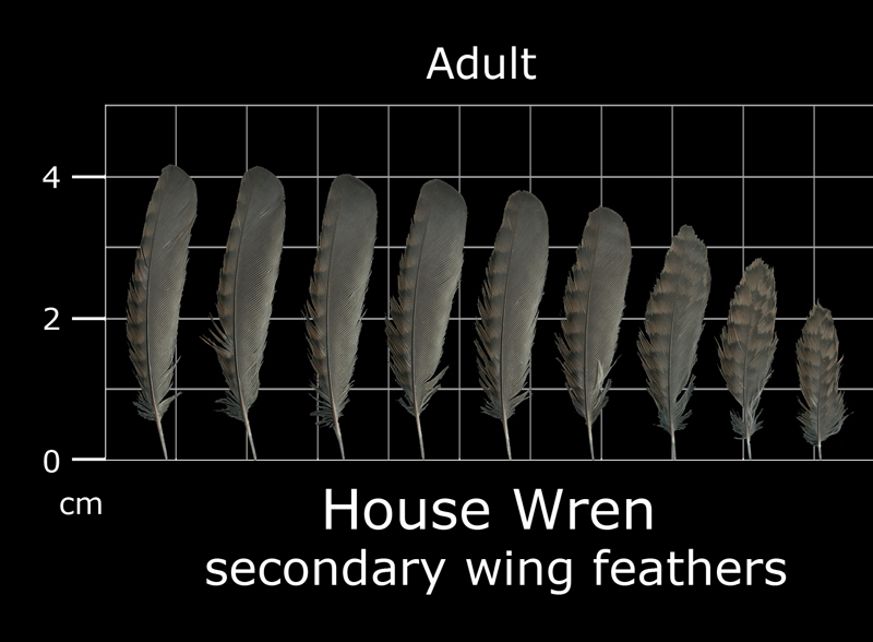 The Feather Atlas - Feather Identification and Scans - U.S. Fish and ...