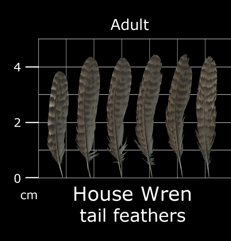 The size of this hummingbird feather : r/mildlyinteresting