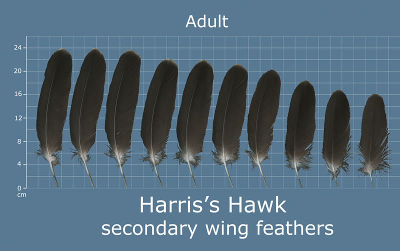 The Feather Atlas - Feather Identification and Scans - U.S. Fish and ...