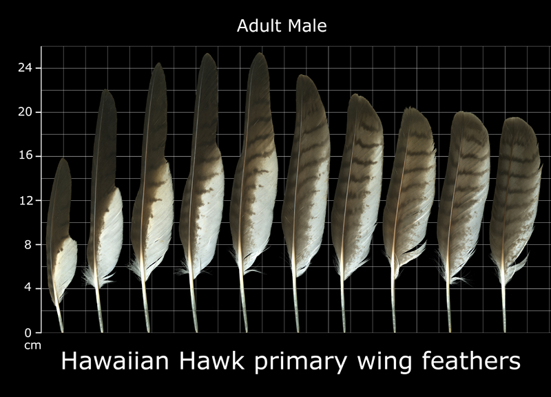 Hawk Feather