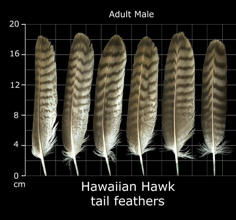 The Feather Atlas - Feather Identification and Scans - U.S. Fish and ...