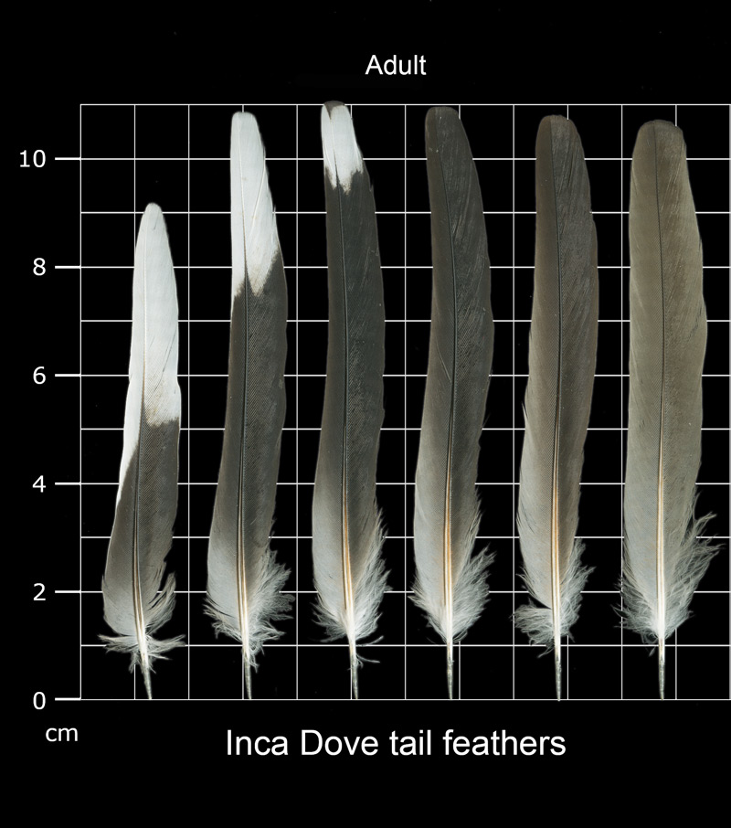The Feather Atlas - Feather Identification and Scans - U.S. Fish and ...