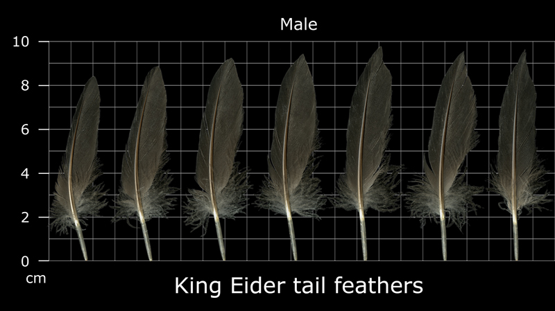 The Feather Atlas - Feather Identification and Scans - U.S. Fish and ...