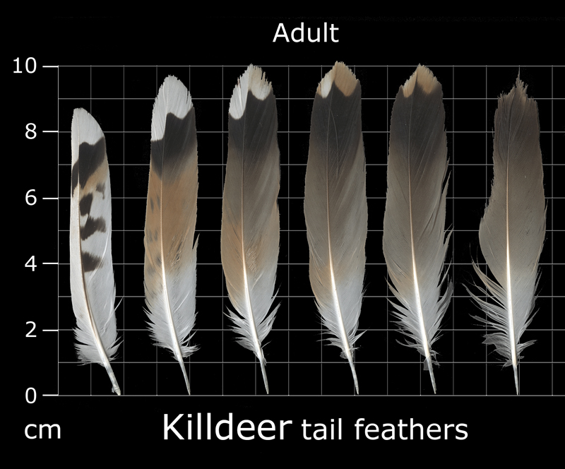 The Feather Atlas - Feather Identification and Scans - U.S. Fish and ...