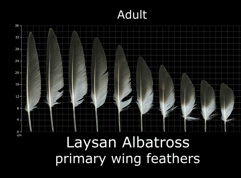 The Feather Atlas - Feather Identification and Scans - U.S. Fish and ...
