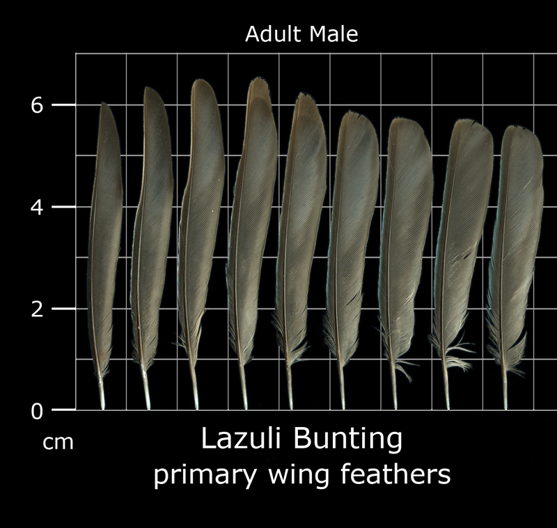 The Feather Atlas - Feather Identification and Scans - U.S. Fish and ...