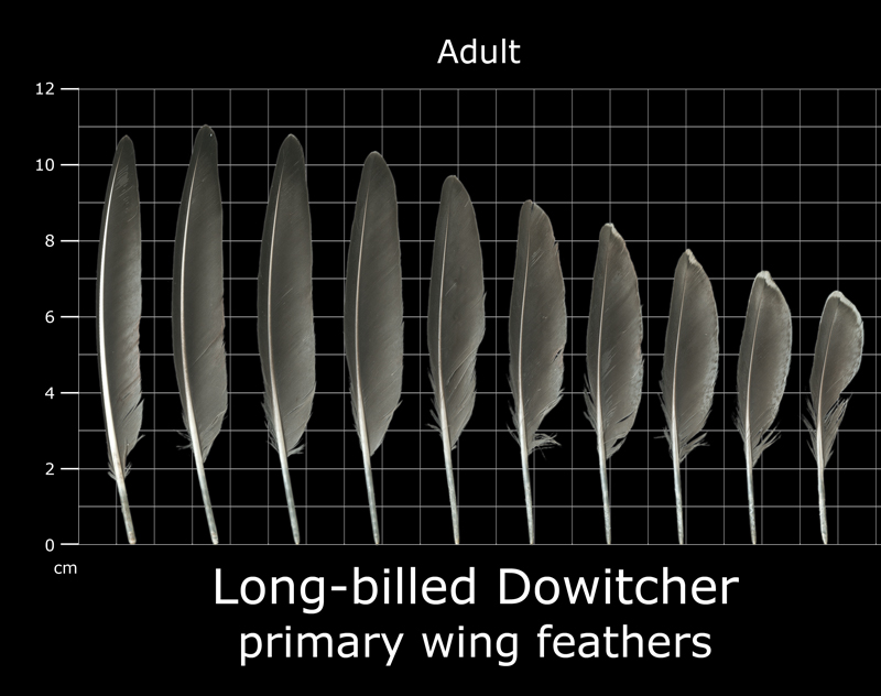 The Feather Atlas - Feather Identification and Scans - U.S. Fish and ...