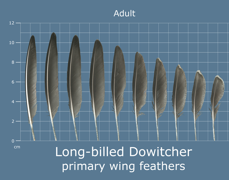 The Feather Atlas - Feather Identification and Scans - U.S. Fish and Wildlife Service Forensics ...
