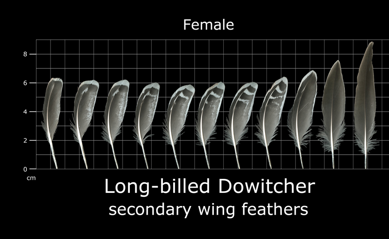 The Feather Atlas - Feather Identification and Scans - U.S. Fish and Wildlife Service Forensics ...