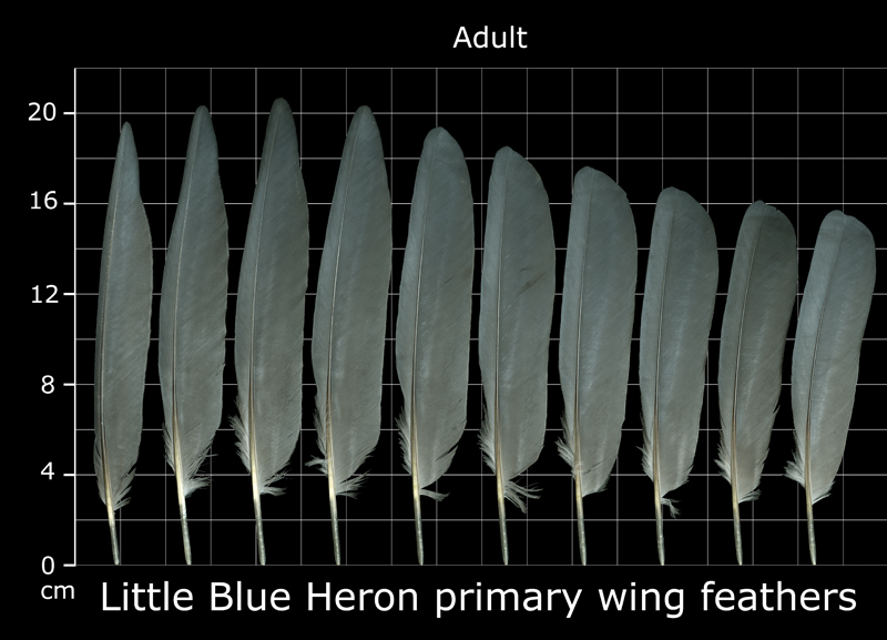 Scanned Feather Photography