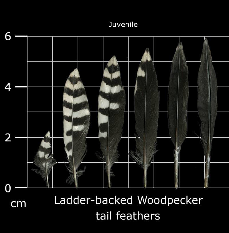 The Feather Atlas - Feather Identification and Scans - U.S. Fish and ...