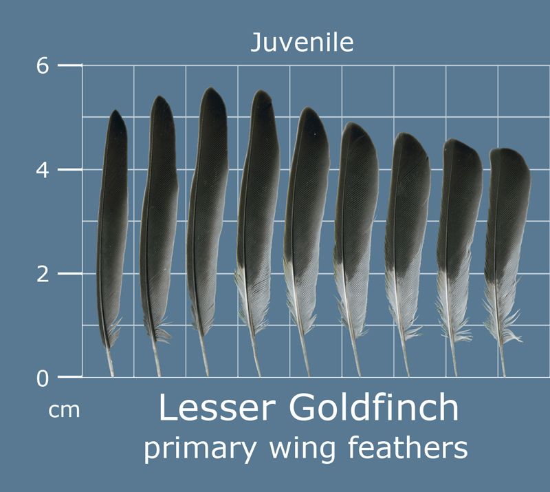 The Feather Atlas - Feather Identification and Scans - U.S. Fish and ...