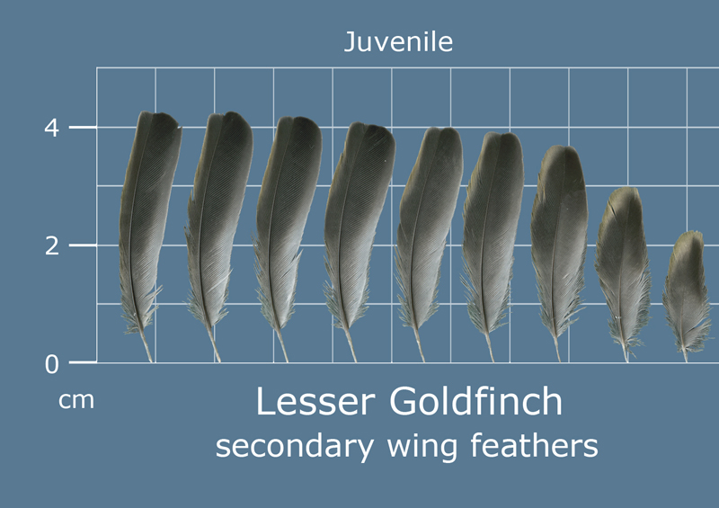 The Feather Atlas - Feather Identification and Scans - U.S. Fish and ...