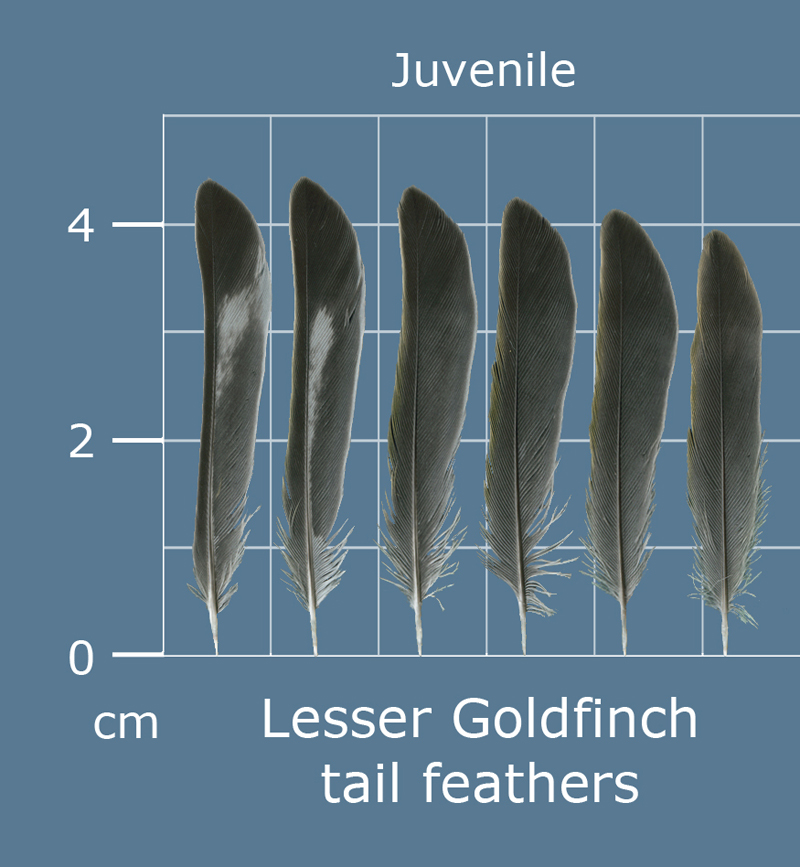 The Feather Atlas - Feather Identification and Scans - U.S. Fish and ...