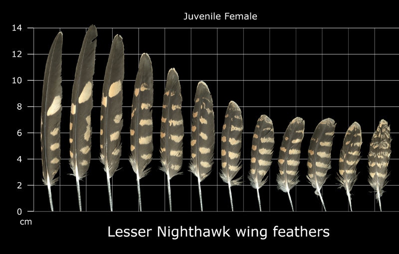 The Feather Atlas - Feather Identification and Scans - U.S. Fish and ...
