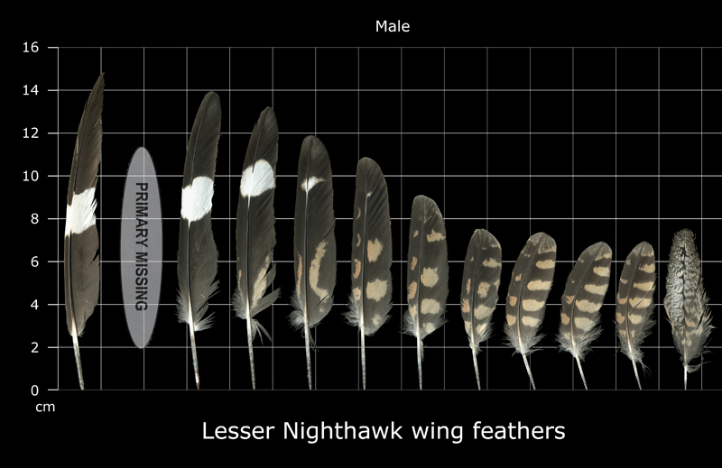 The Feather Atlas - Feather Identification and Scans - U.S. Fish and ...
