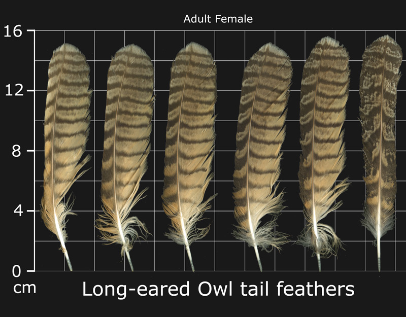 Can you help me identify this feather I found in my front yard? : r/birding