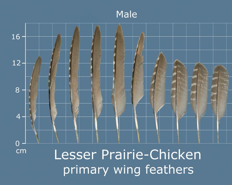 The Feather Atlas - Feather Identification and Scans - U.S. Fish and ...