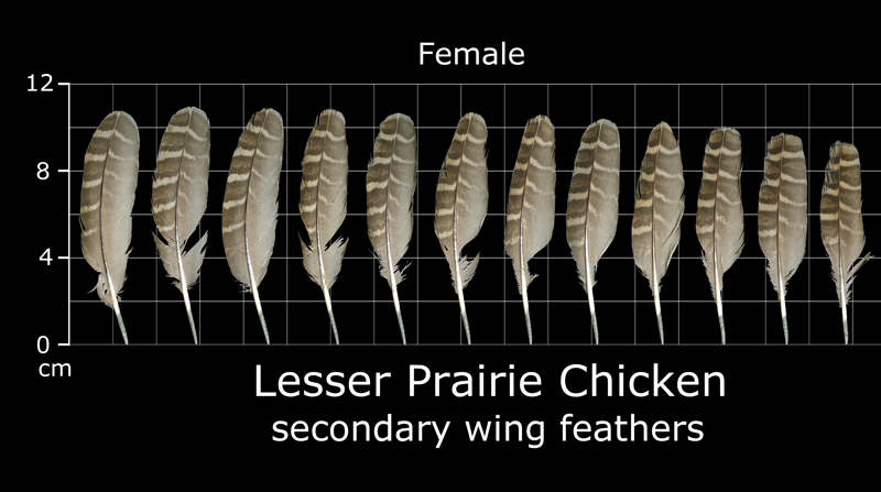 The Feather Atlas - Feather Identification and Scans - U.S. Fish and ...