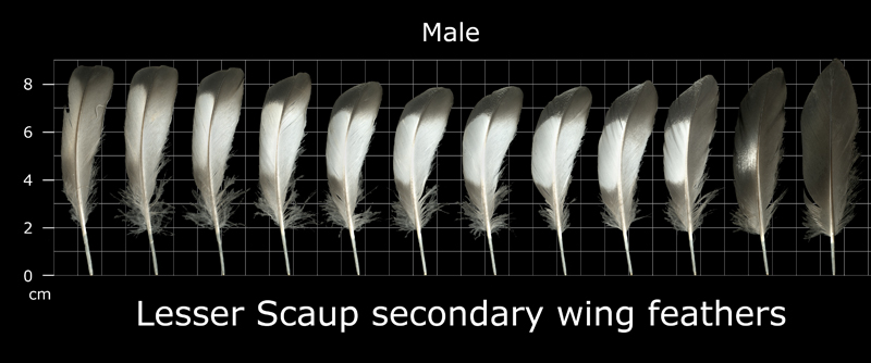 The Feather Atlas - Feather Identification and Scans - U.S. Fish and ...