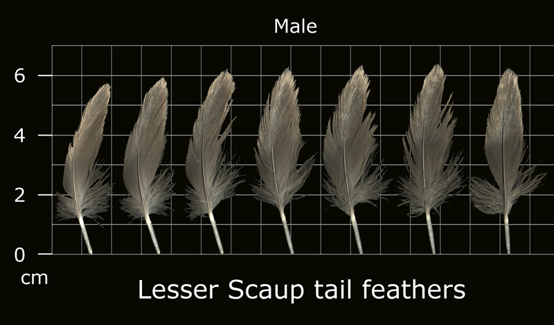 The Feather Atlas - Feather Identification and Scans - U.S. Fish and ...