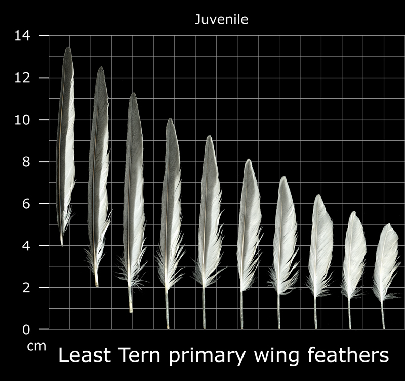 The Feather Atlas - Feather Identification and Scans - U.S. Fish and ...