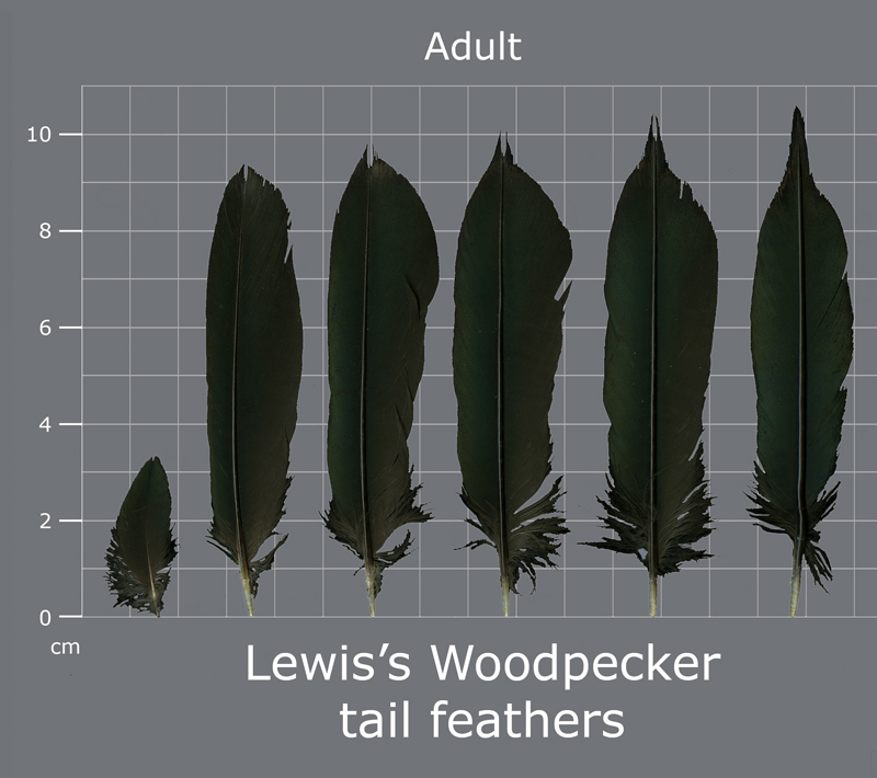 The Feather Atlas - Feather Identification and Scans - U.S. Fish and ...