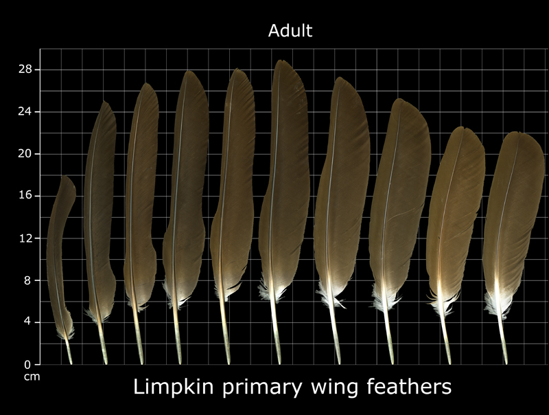 The Feather Atlas - Feather Identification and Scans - U.S. Fish and ...