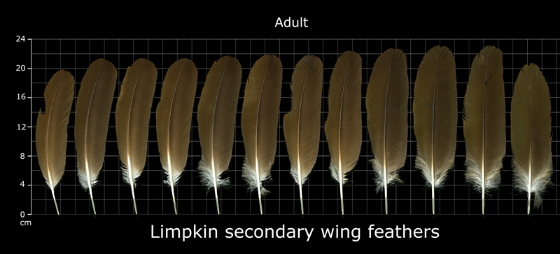 The Feather Atlas - Feather Identification and Scans - U.S. Fish and ...