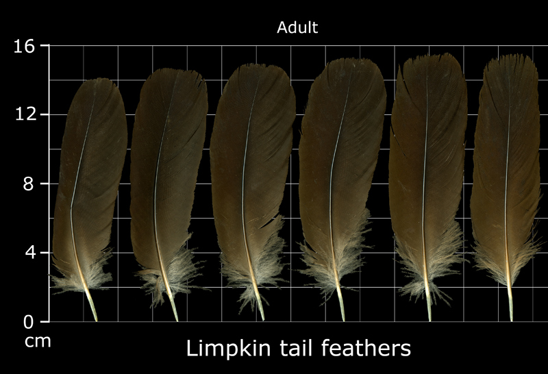 The Feather Atlas - Feather Identification and Scans - U.S. Fish and ...