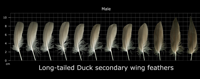 The Feather Atlas - Feather Identification and Scans - U.S. Fish and ...