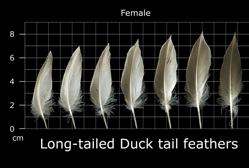 The Feather Atlas - Feather Identification and Scans - U.S. Fish and ...