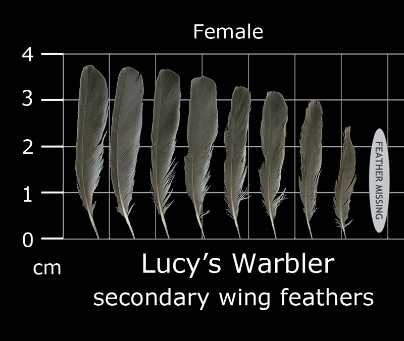 The Feather Atlas - Feather Identification and Scans - U.S. Fish and ...
