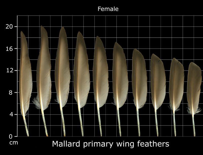 The Feather Atlas - Feather Identification and Scans - U.S. Fish and ...