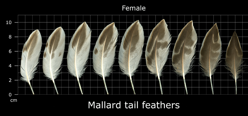 Mallard Tail Feather