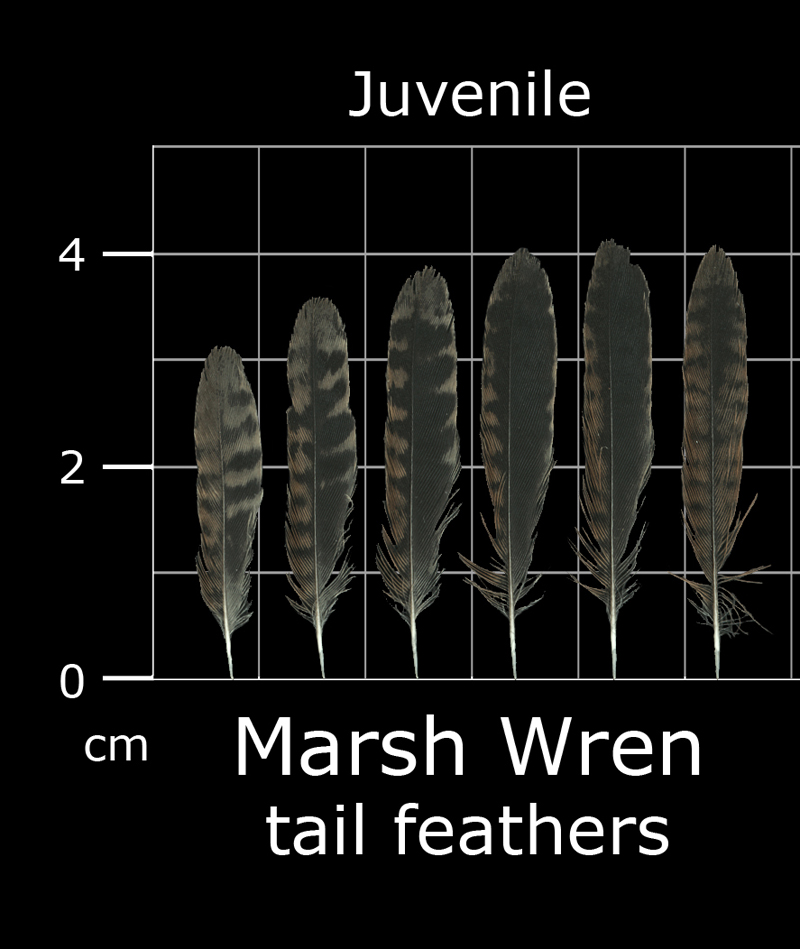 The Feather Atlas - Feather Identification and Scans - U.S. Fish and ...