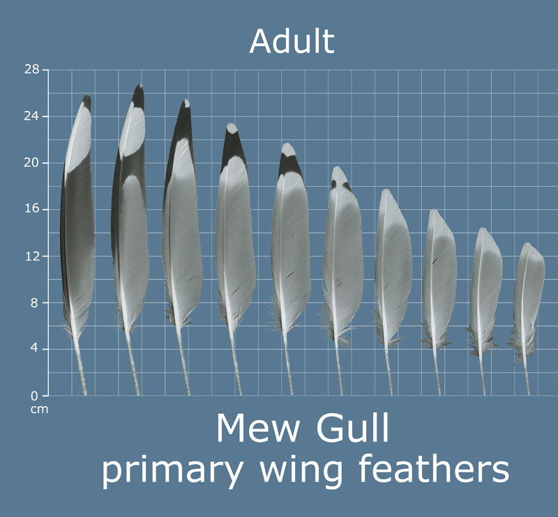 The Feather Atlas - Feather Identification and Scans - U.S. Fish and ...