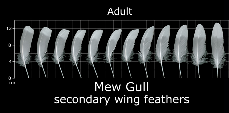 The Feather Atlas - Feather Identification and Scans - U.S. Fish and ...