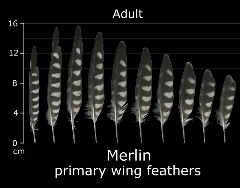 The Feather Atlas - Feather Identification and Scans - U.S. Fish and ...